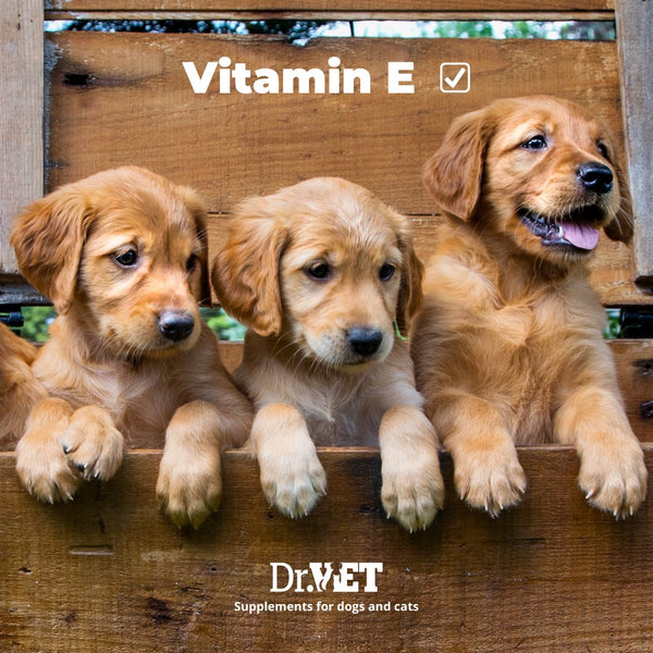 Reprovet Female – добавка за стимулиране на женската репродукция 100 ...